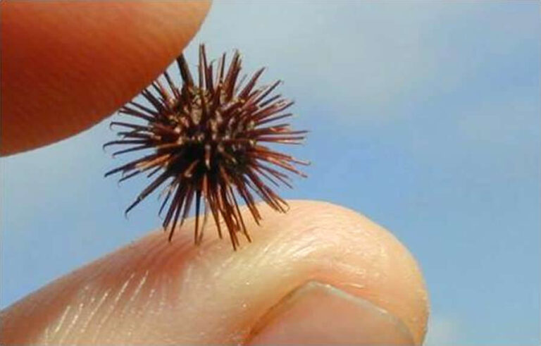 O que o velcro e carrapicho têm em comum?